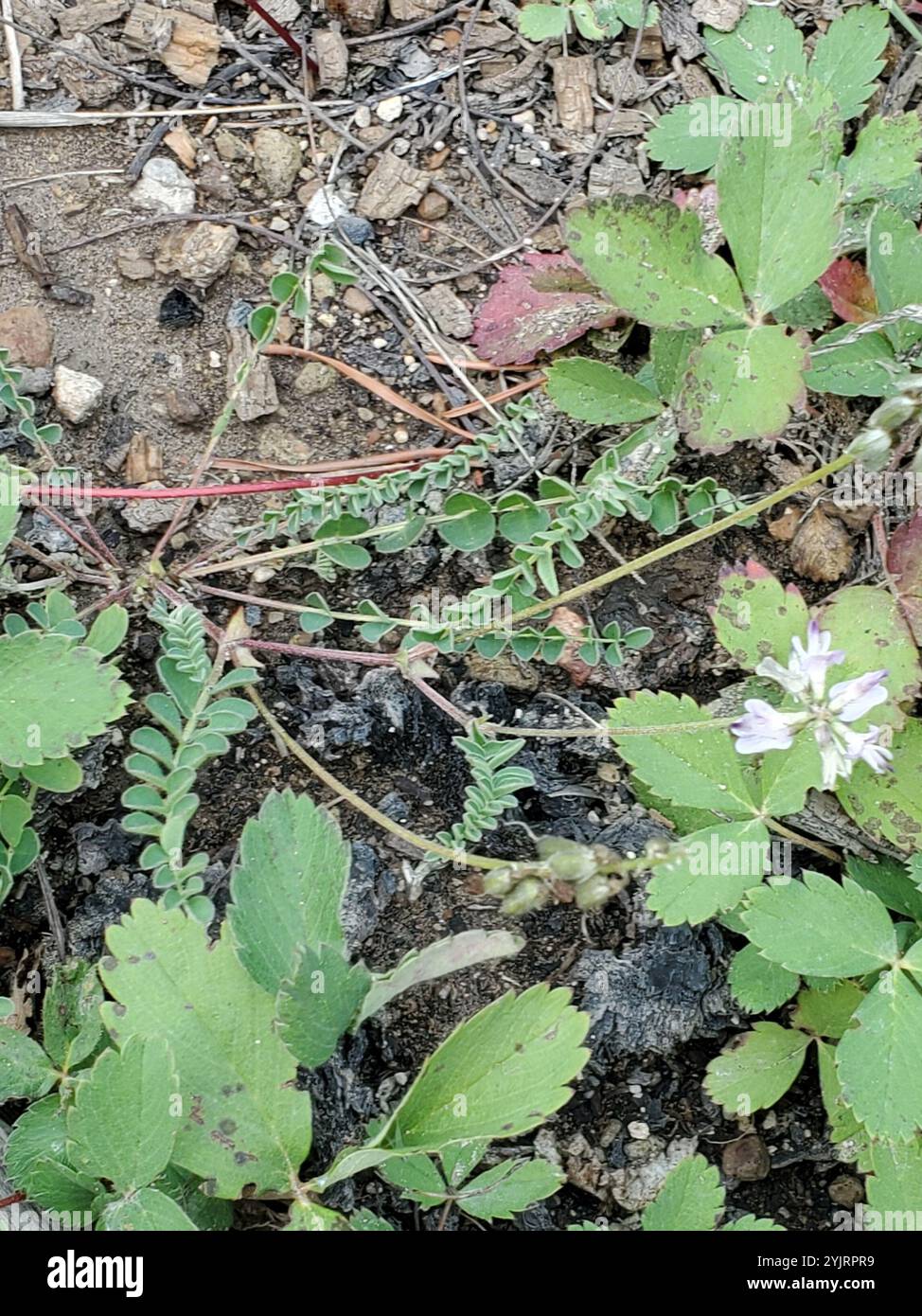 Alpine Milkvetch (Astragalus alpinus Stock Photo - Alamy