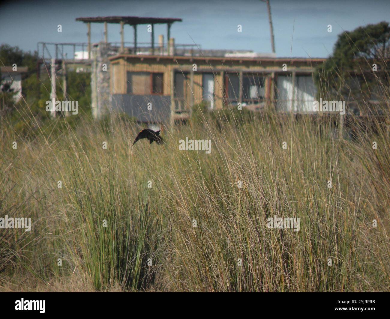 Agelasticus hi-res stock photography and images - Alamy
