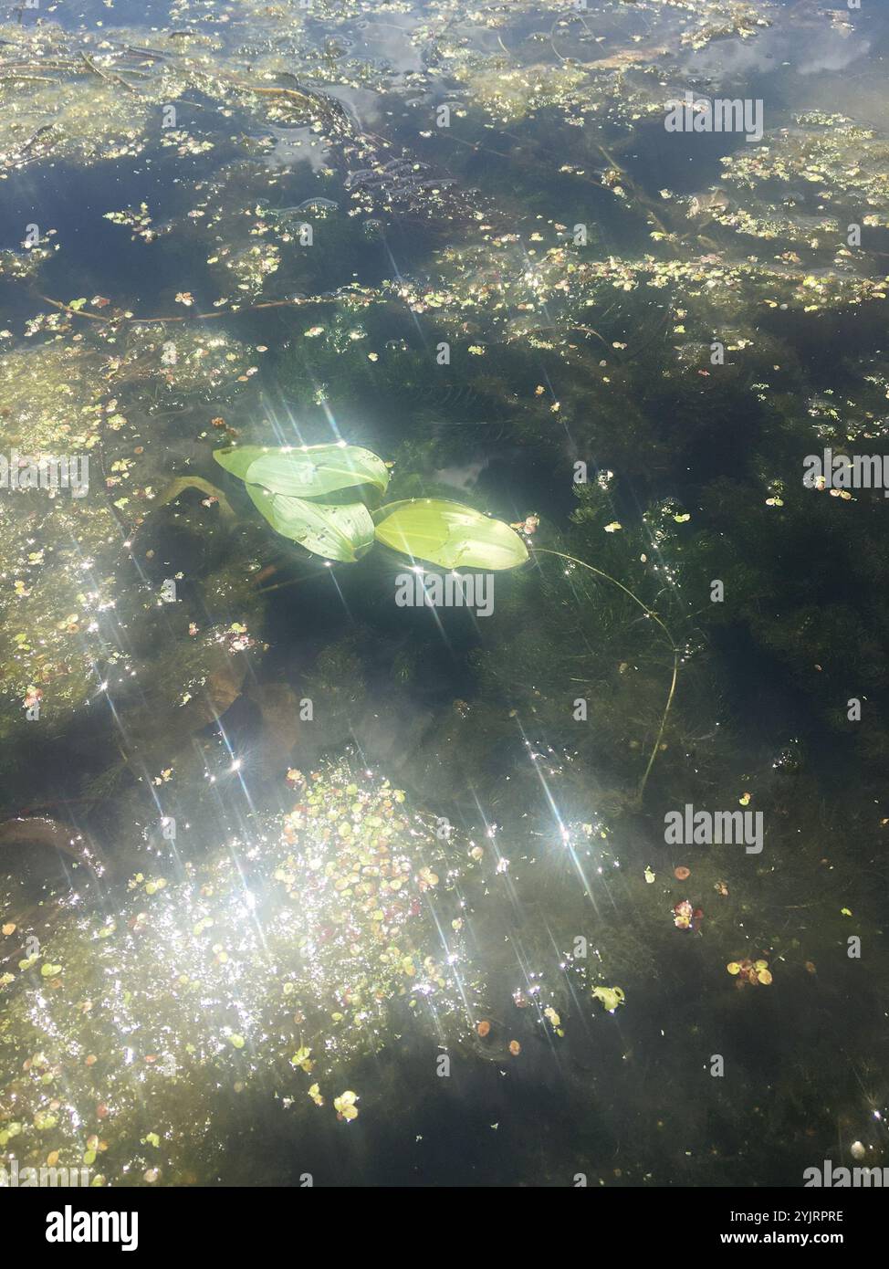 floating-leaved pondweed (Potamogeton natans Stock Photo - Alamy