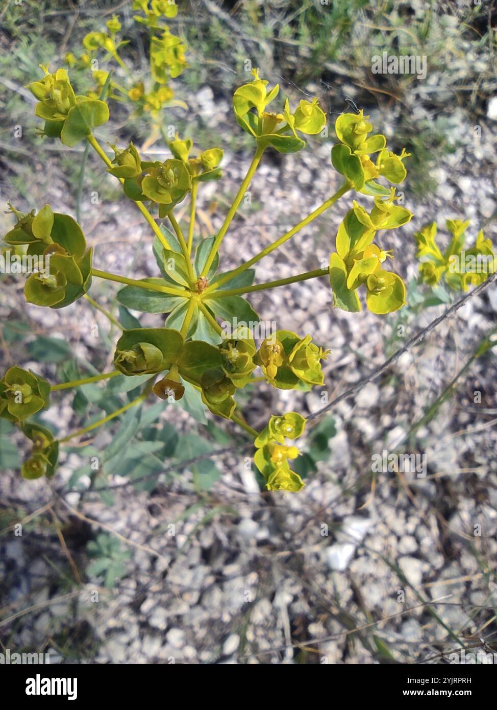 steppe spurge (Euphorbia seguieriana Stock Photo - Alamy