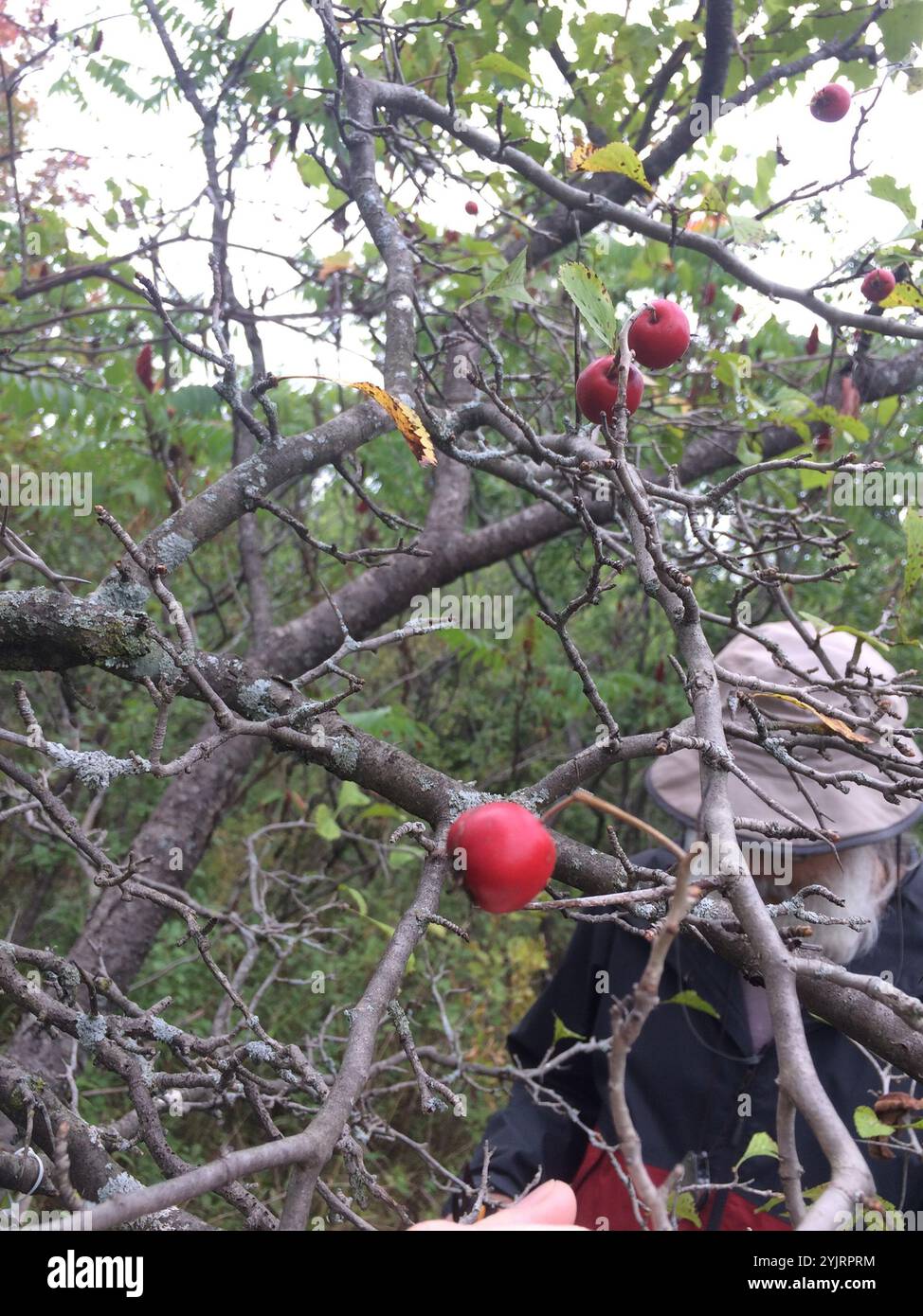dotted hawthorn (Crataegus punctata Stock Photo - Alamy