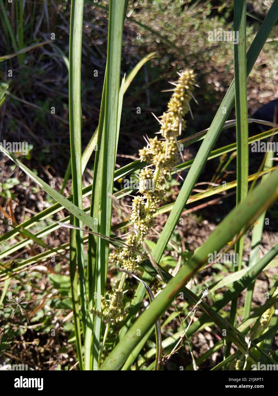 Spiny-headed Mat-rush (Lomandra longifolia Stock Photo - Alamy