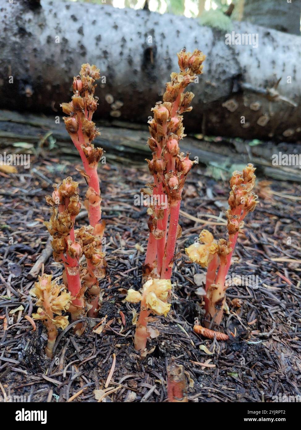 pinesap (Monotropa hypopitys Stock Photo - Alamy