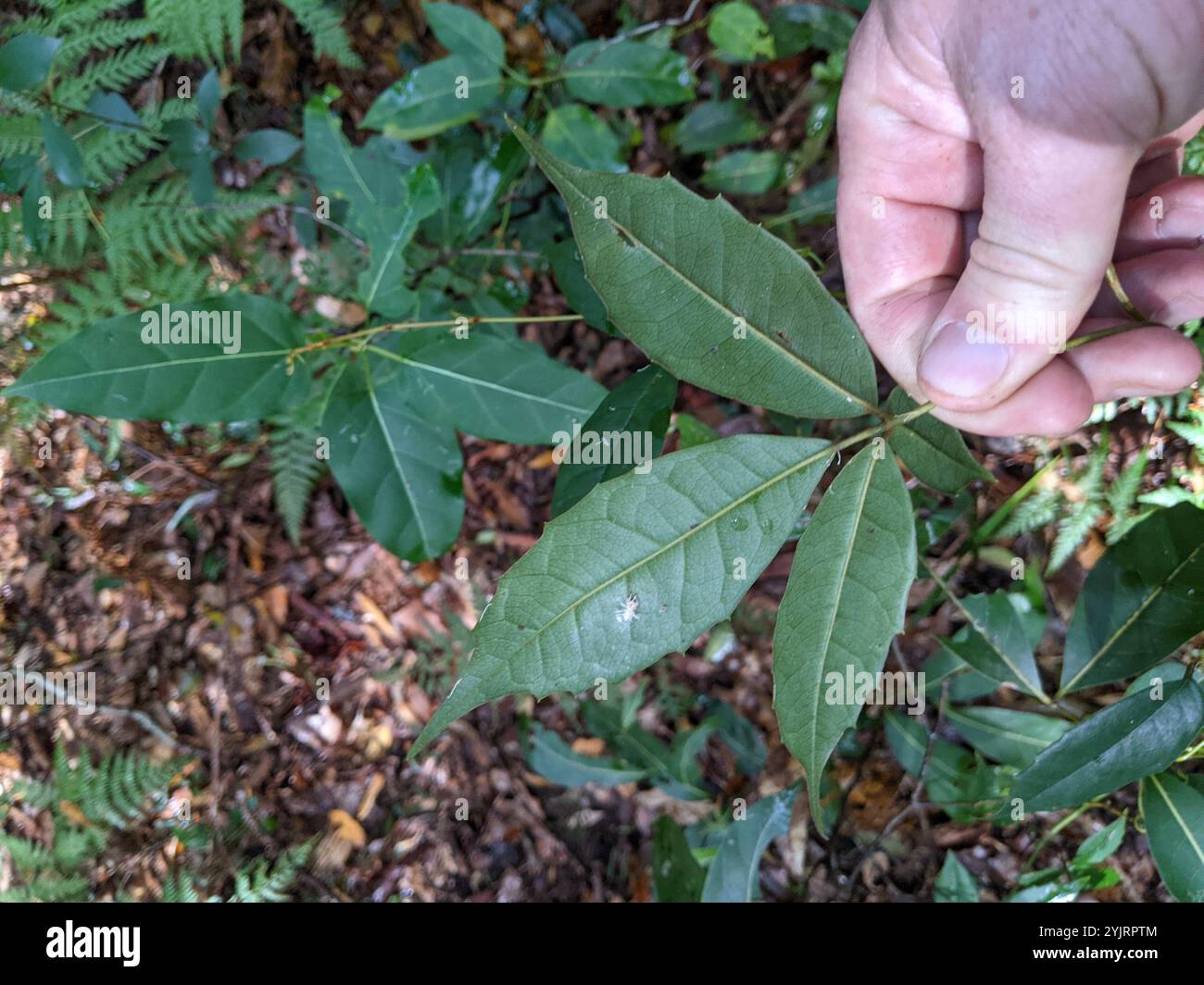 Five-Leaved Water Vine (Apocissus hypoglauca Stock Photo - Alamy