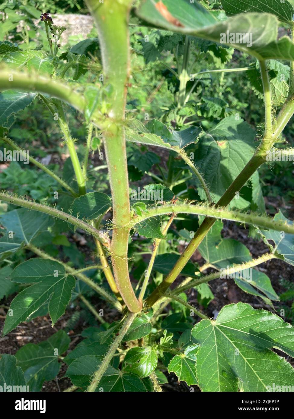 Bellyache Bush (Jatropha gossypiifolia Stock Photo - Alamy
