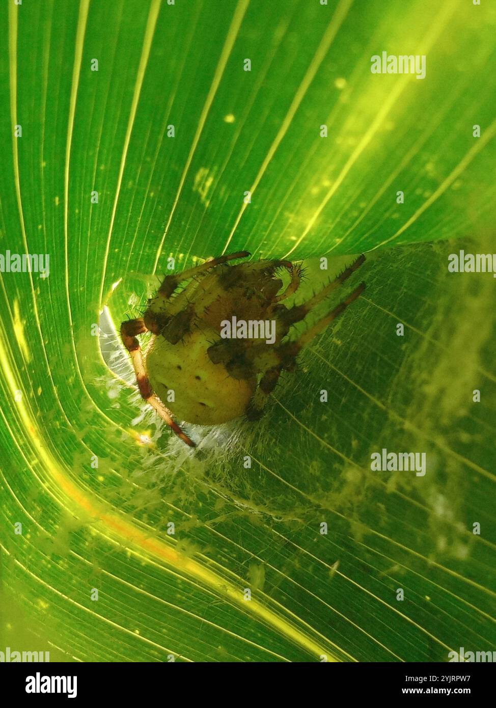 Four-spot Orbweaver (Araneus quadratus Stock Photo - Alamy