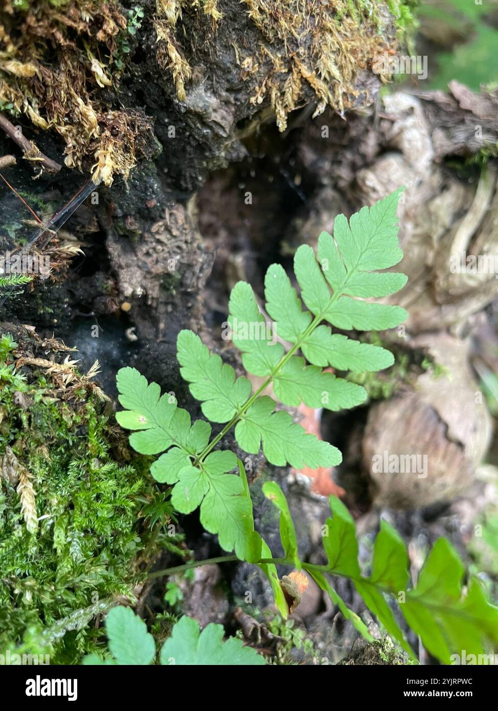 wood ferns (Dryopteris Stock Photo - Alamy