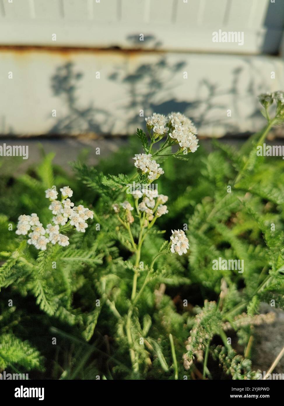 common yarrow (Achillea millefolium Stock Photo - Alamy