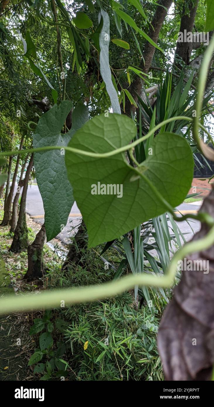 pelican flower (Aristolochia grandiflora Stock Photo - Alamy