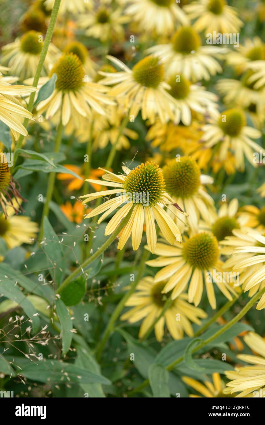 Roter Sonnenhut Echinacea purpurea Now Cheesier, Purple coneflower ...