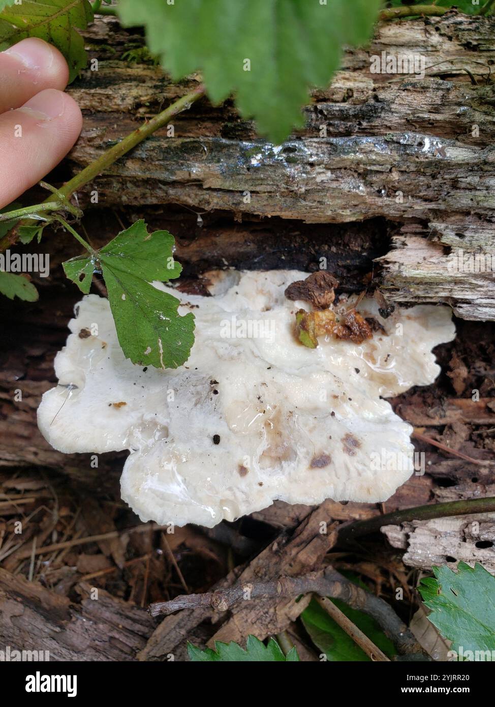 White cheese polypore tyromyces chioneus hi-res stock photography and ...