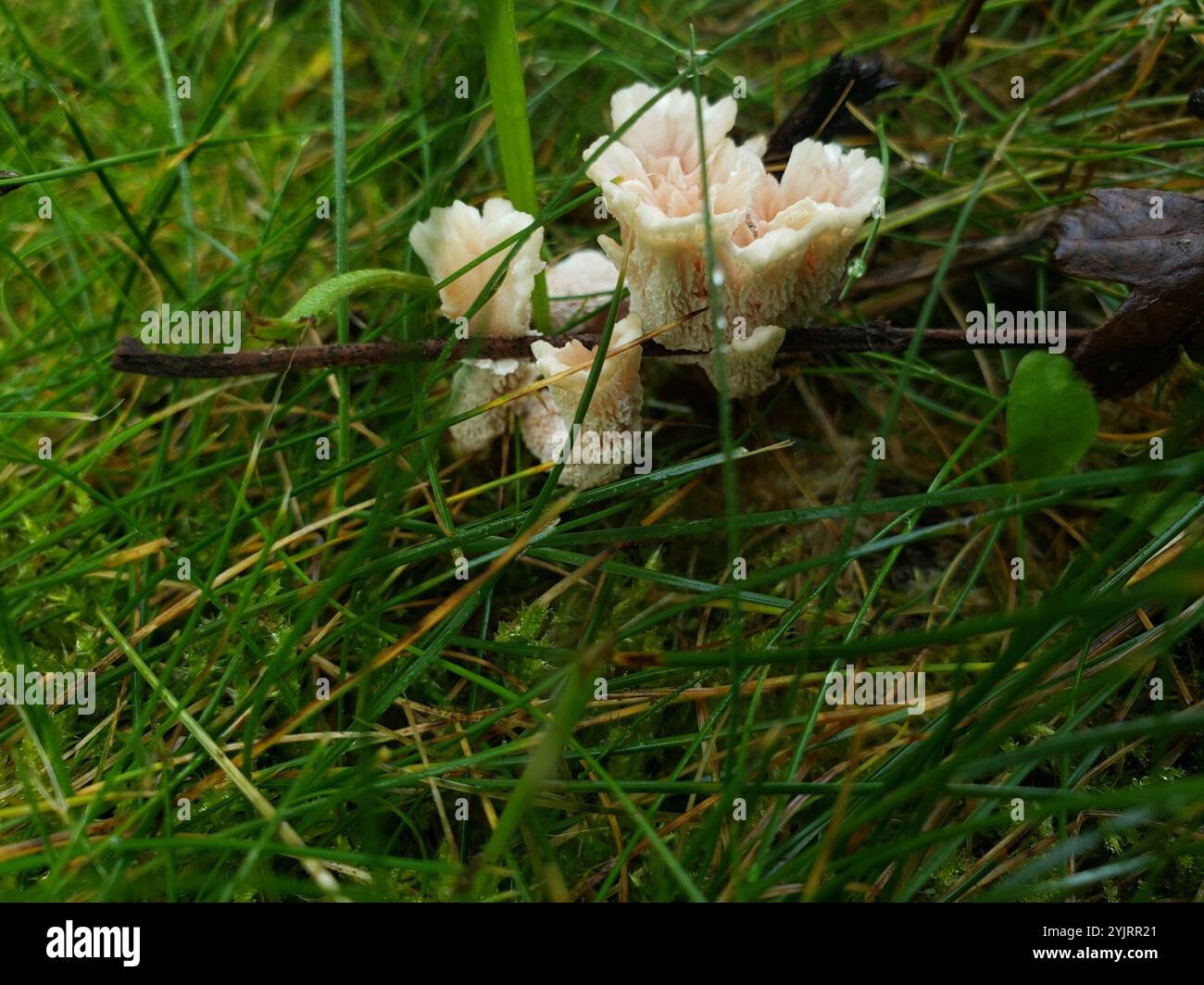 Blushing Rosette (Abortiporus biennis Stock Photo - Alamy