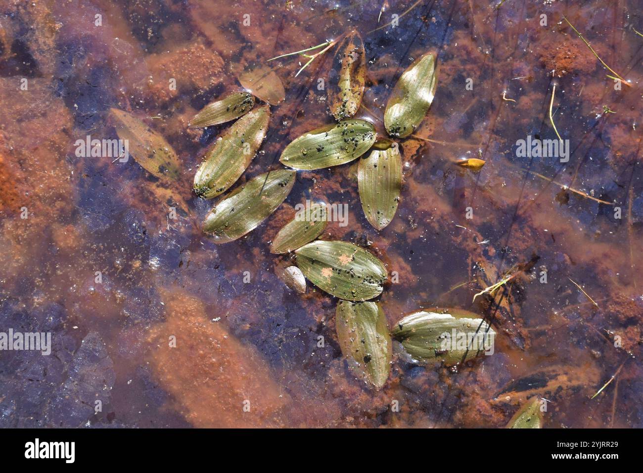 floating-leaved pondweed (Potamogeton natans Stock Photo - Alamy