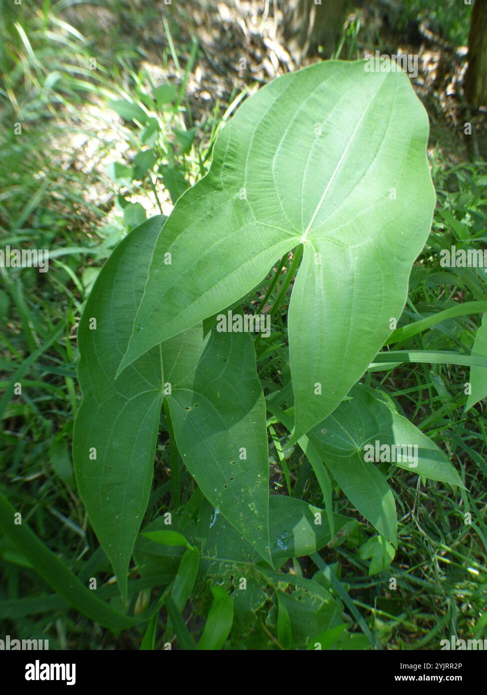 broadleaf arrowhead (Sagittaria latifolia Stock Photo - Alamy