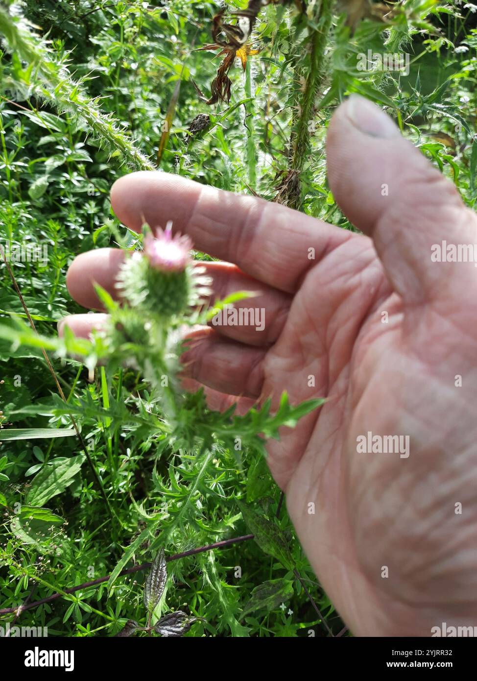 Broad winged thistle hi-res stock photography and images - Alamy