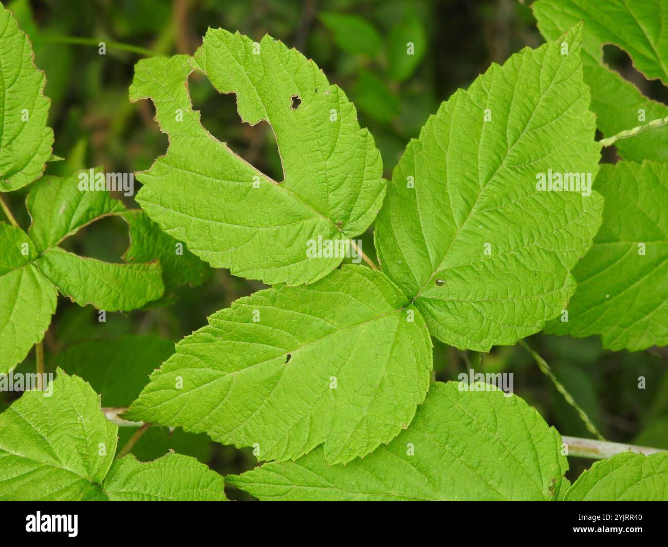 black raspberry (Rubus occidentalis Stock Photo - Alamy