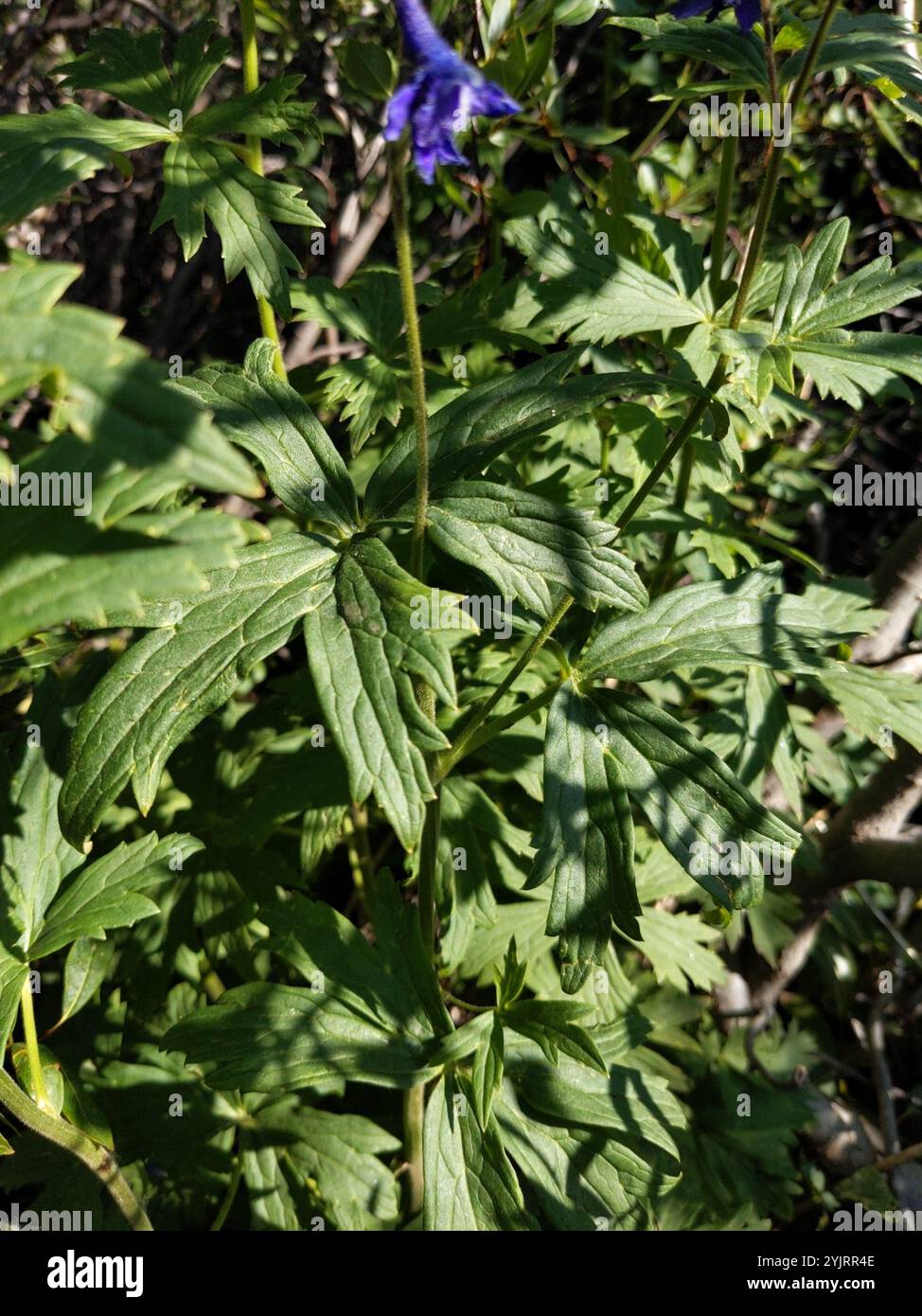 Subalpine Larkspur (Delphinium barbeyi Stock Photo - Alamy