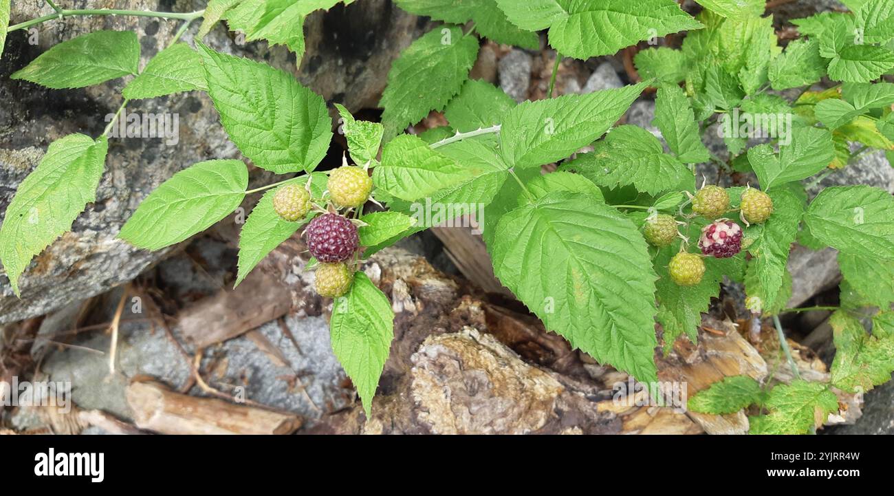 whitebark raspberry (Rubus leucodermis Stock Photo - Alamy