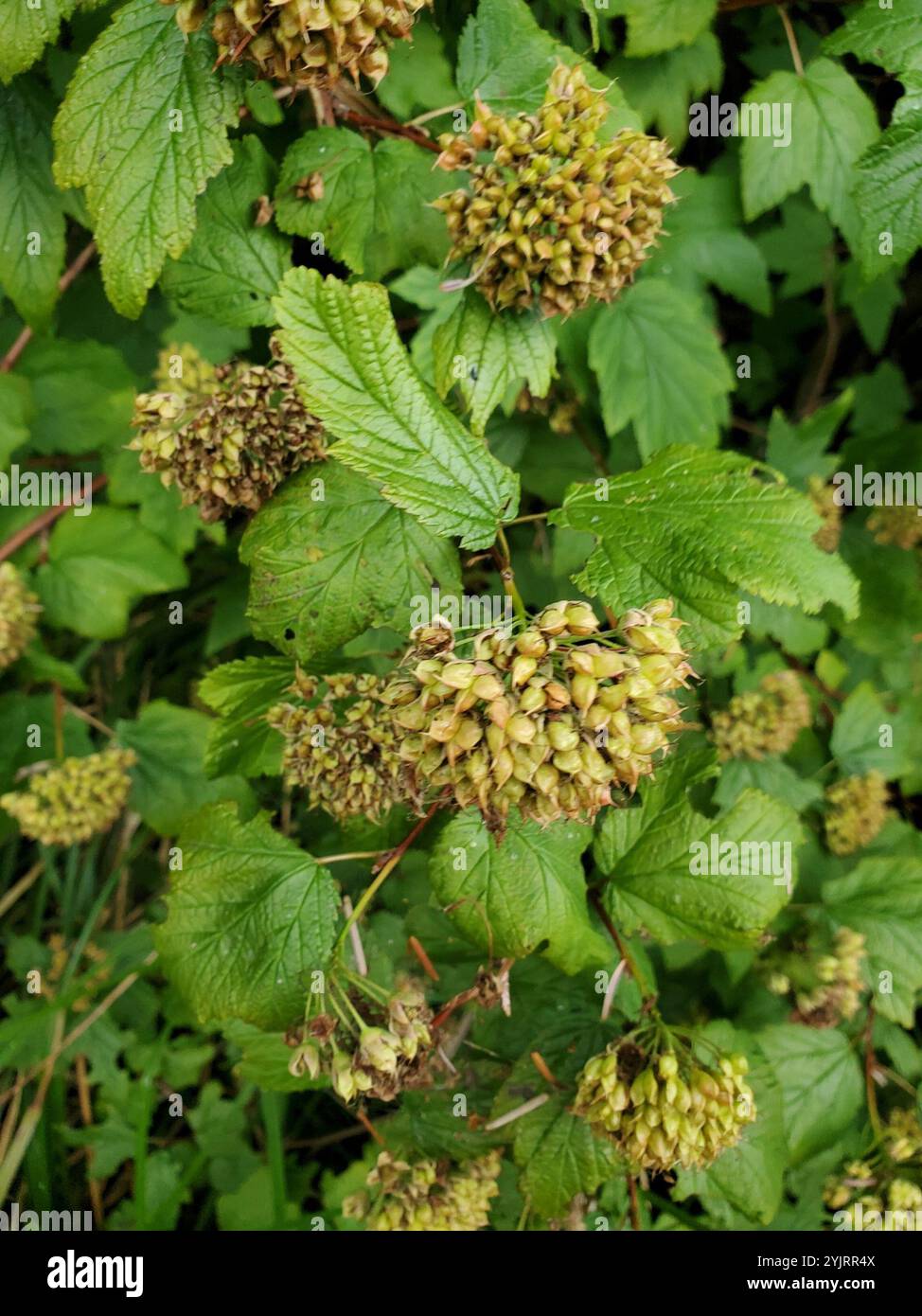 Pacific ninebark (Physocarpus capitatus Stock Photo - Alamy