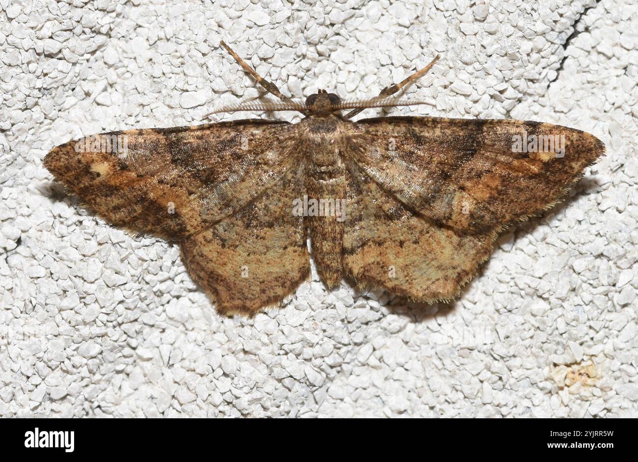 Unipunctata hi-res stock photography and images - Alamy
