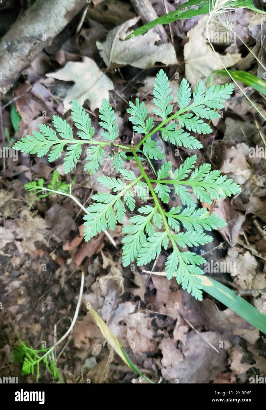 rattlesnake fern (Botrypus virginianus Stock Photo - Alamy