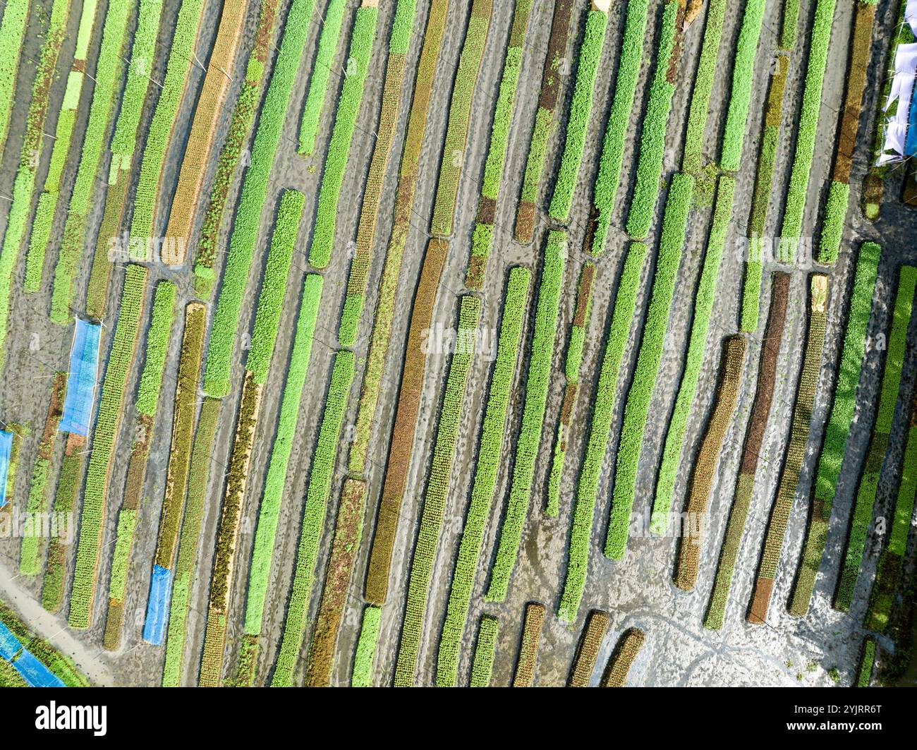 Farmers in low laying areas in Bangladesh choose floating farming ...