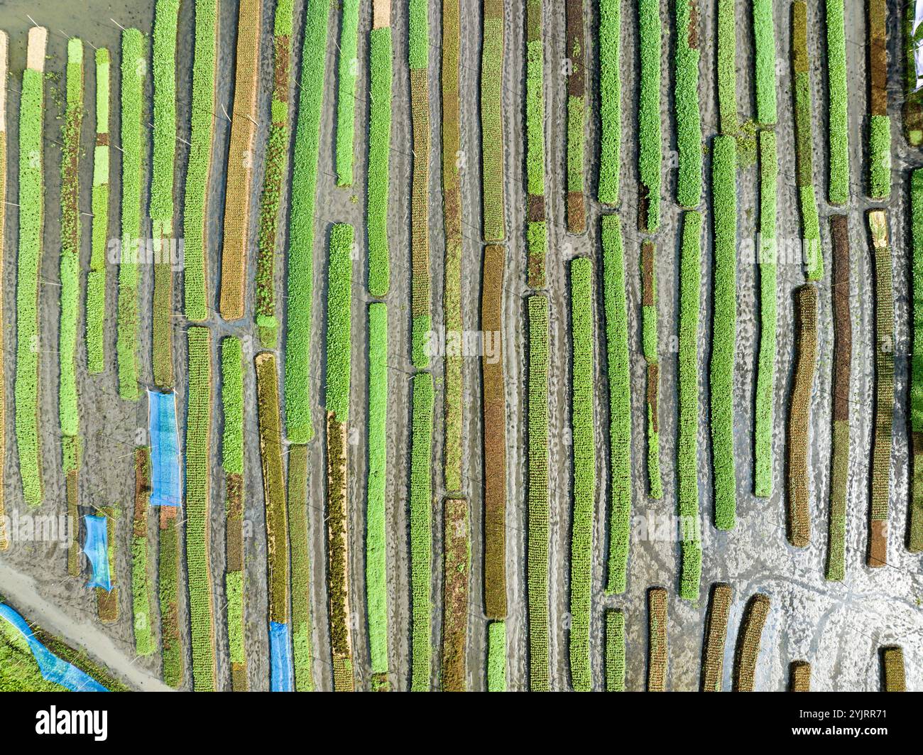 Farmers in low laying areas in Bangladesh choose floating farming ...