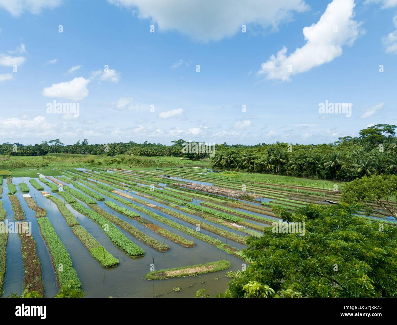 Farmers in low laying areas in Bangladesh choose floating farming ...