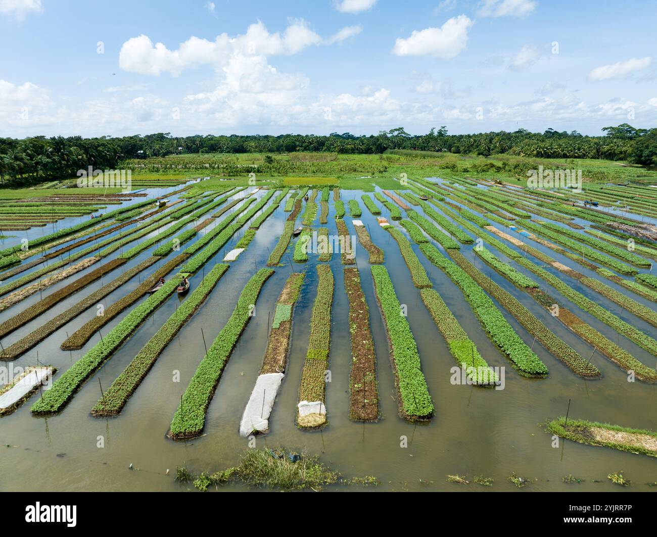 Farmers in low laying areas in Bangladesh choose floating farming ...
