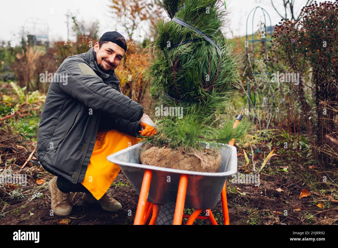 Happy gardener planting pine tree in autumnal garden using wheelbarrow ...