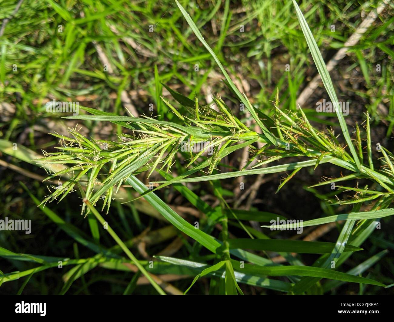 Three-way Sedge (Dulichium arundinaceum Stock Photo - Alamy
