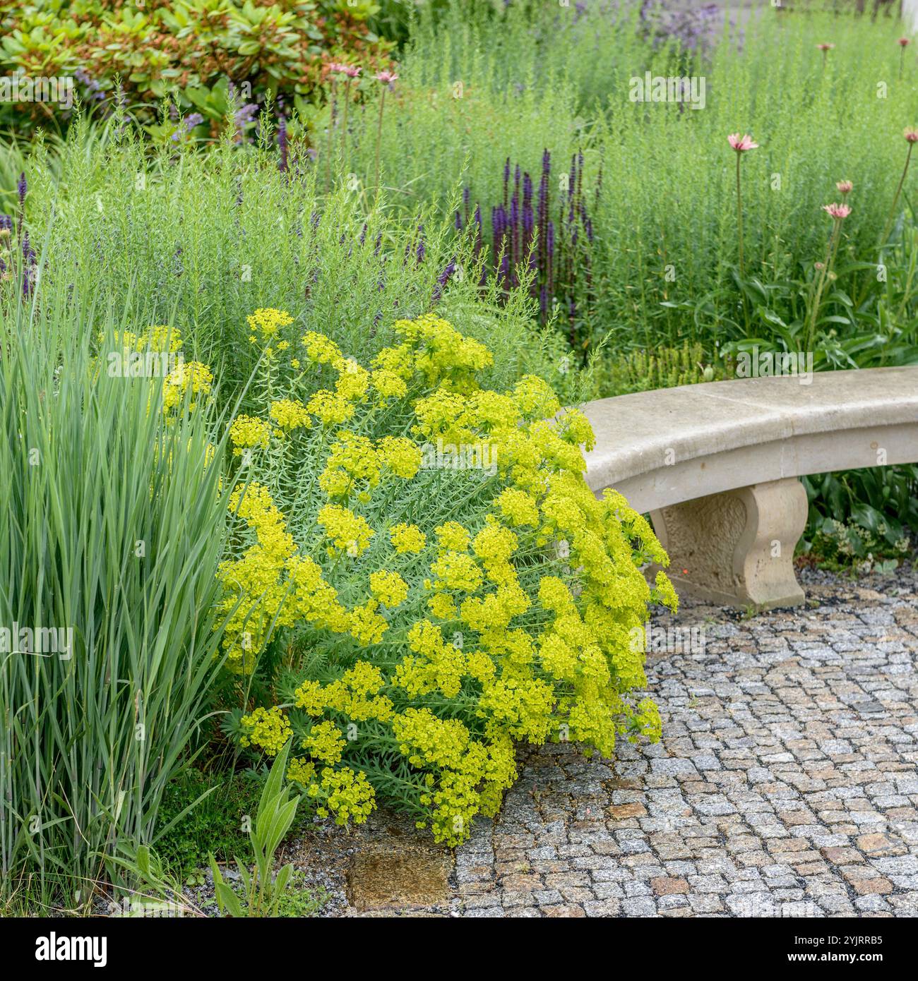 Steppen-Wolfsmilch Euphorbia seguieriana subsp. niciciana, Steppes ...