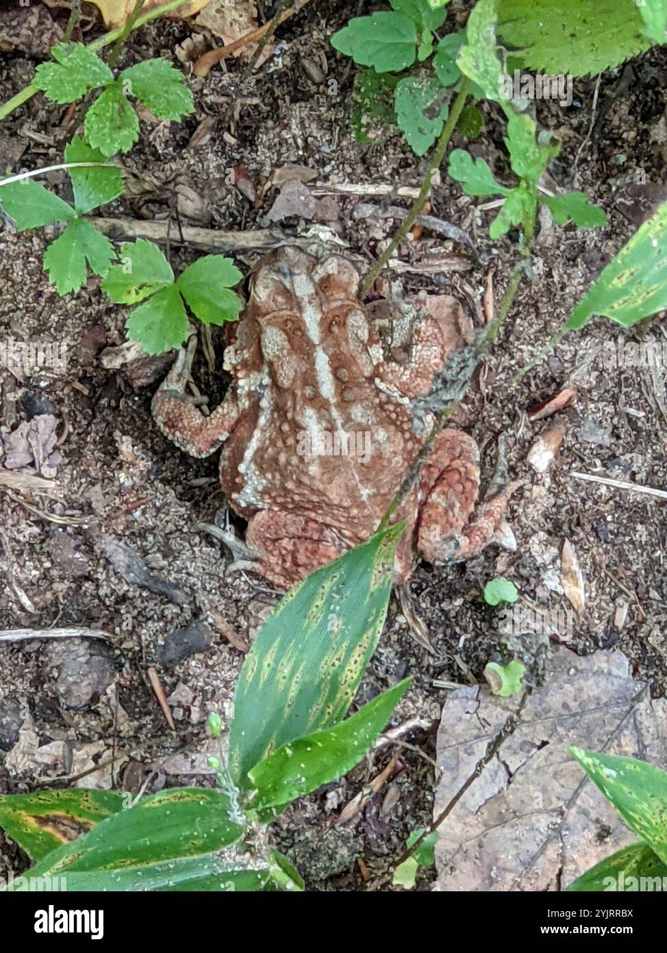 American Toad (Anaxyrus americanus Stock Photo - Alamy
