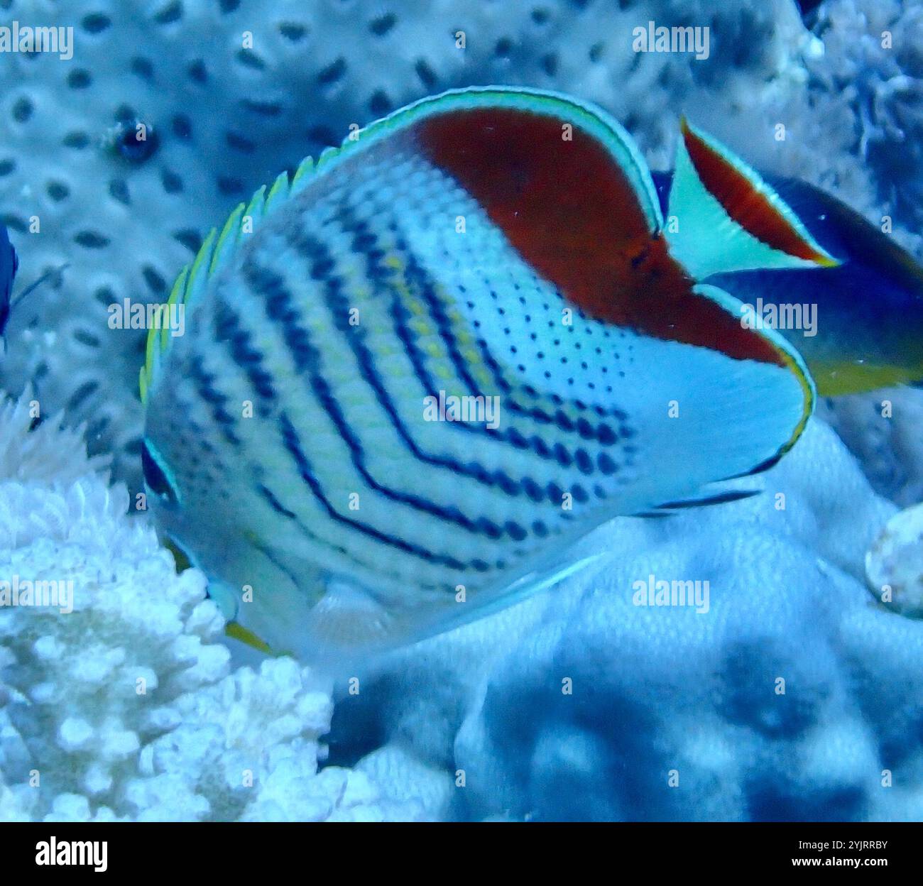 Crown Butterflyfish (Chaetodon paucifasciatus Stock Photo - Alamy