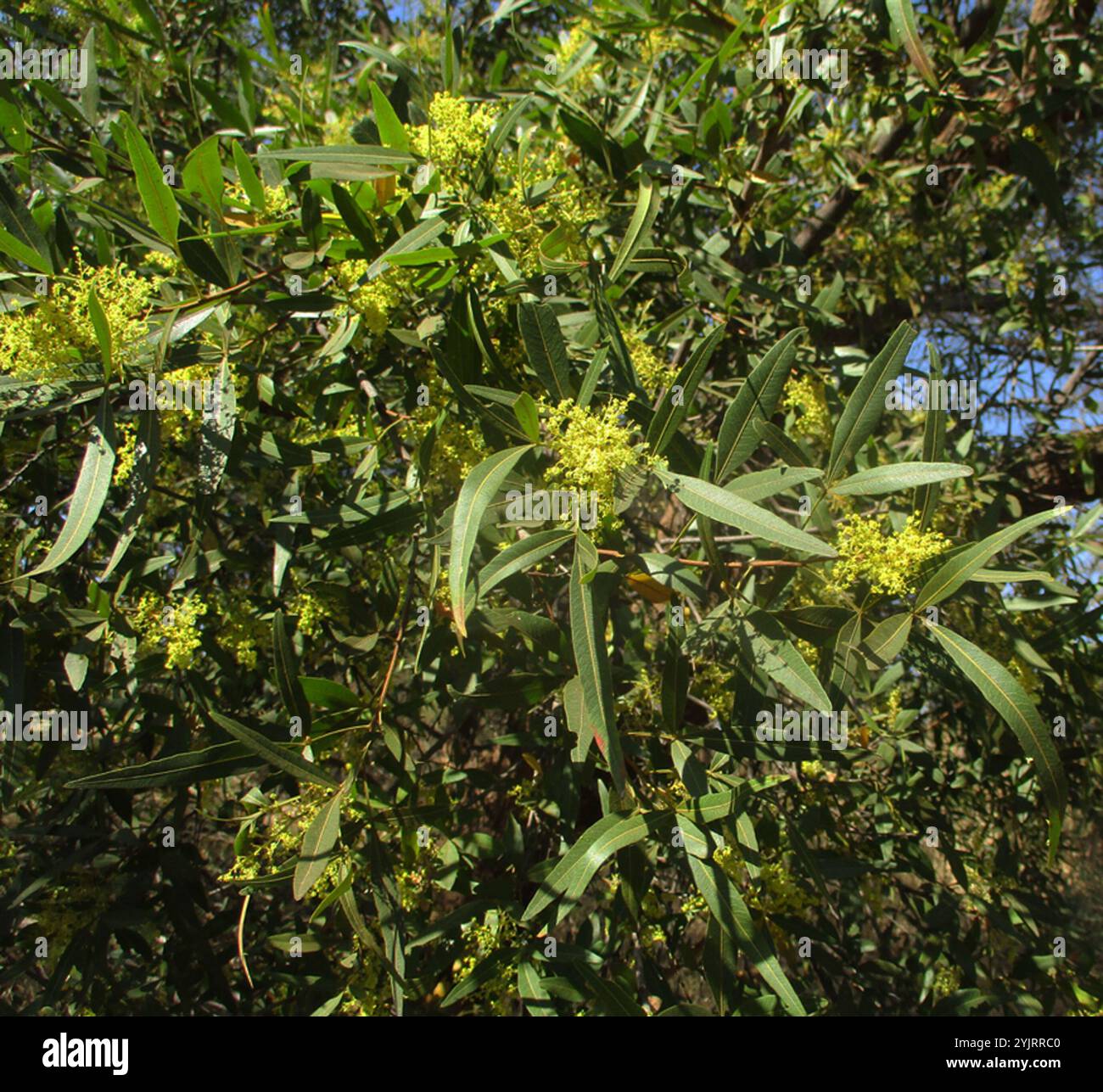 african sumac (Searsia lancea Stock Photo - Alamy