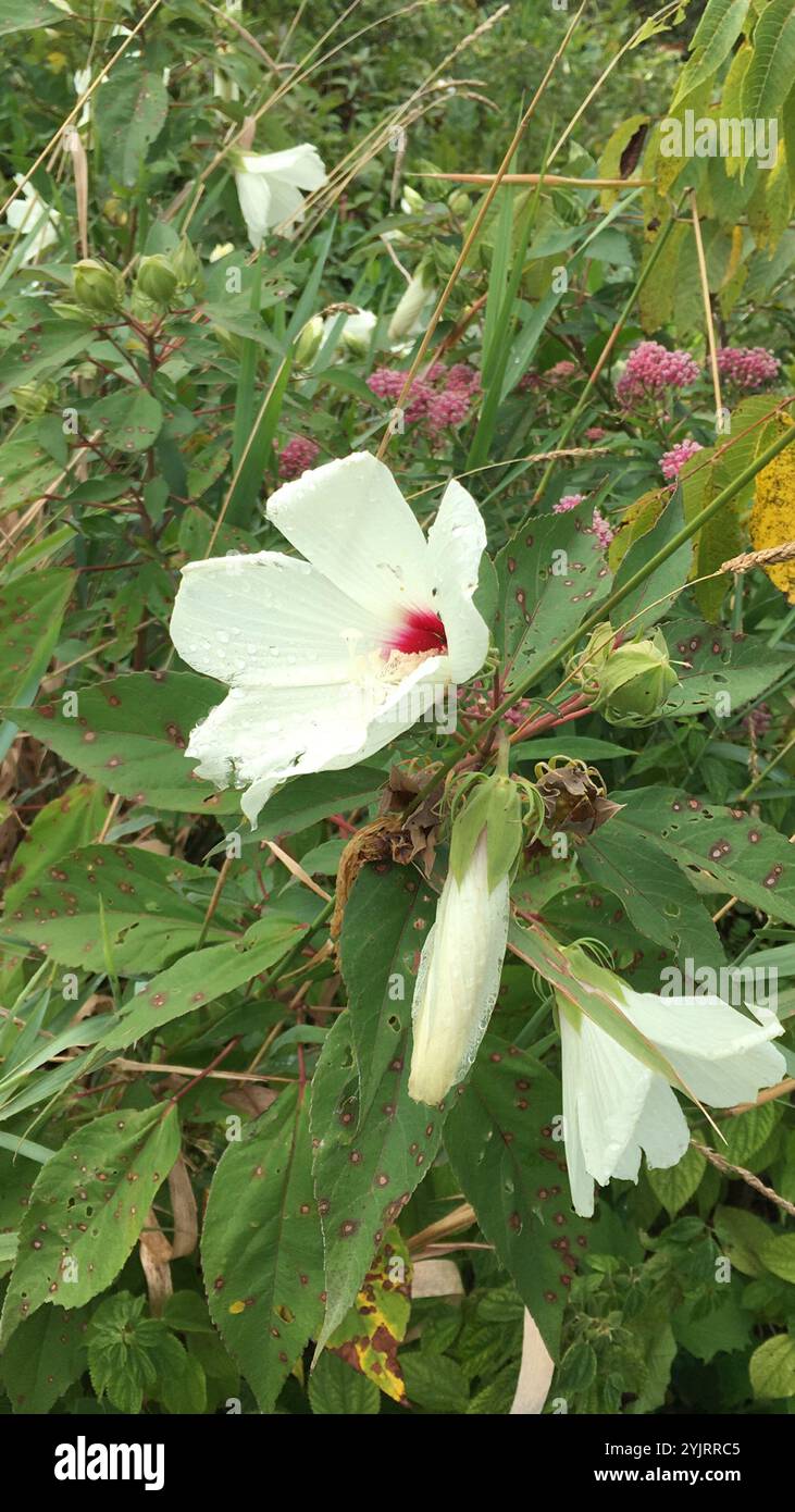 swamp rose mallow (Hibiscus moscheutos Stock Photo - Alamy