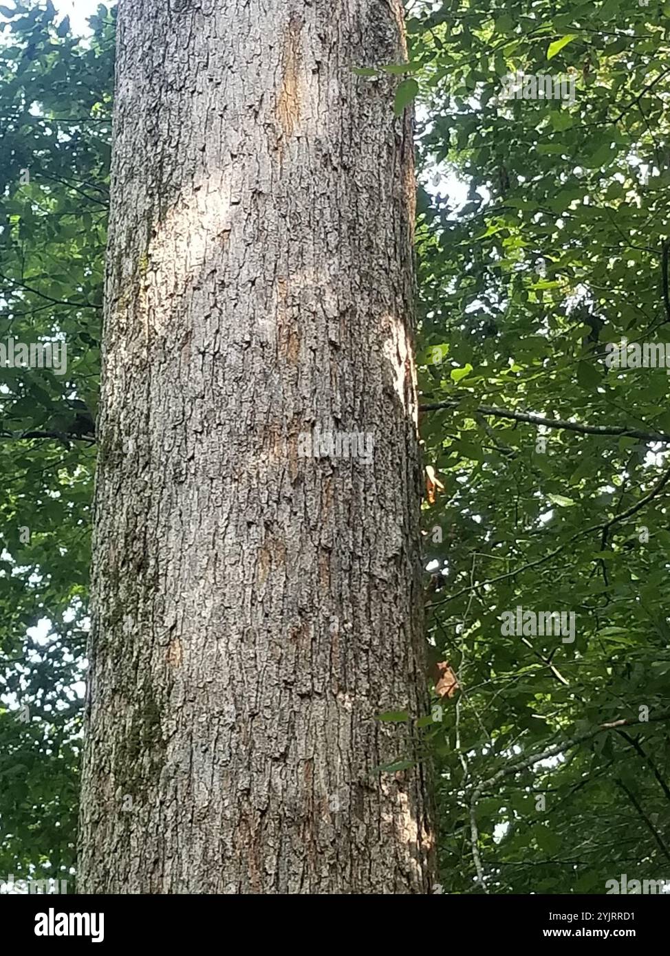 swamp chestnut oak (Quercus michauxii Stock Photo - Alamy