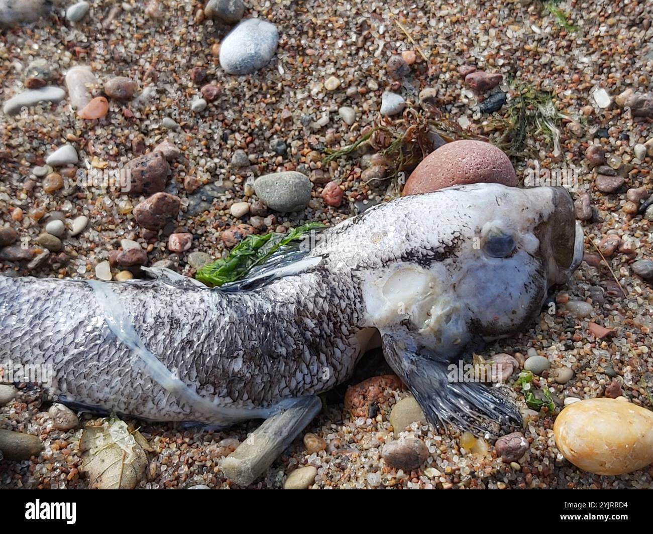 Round Goby (Neogobius melanostomus Stock Photo - Alamy