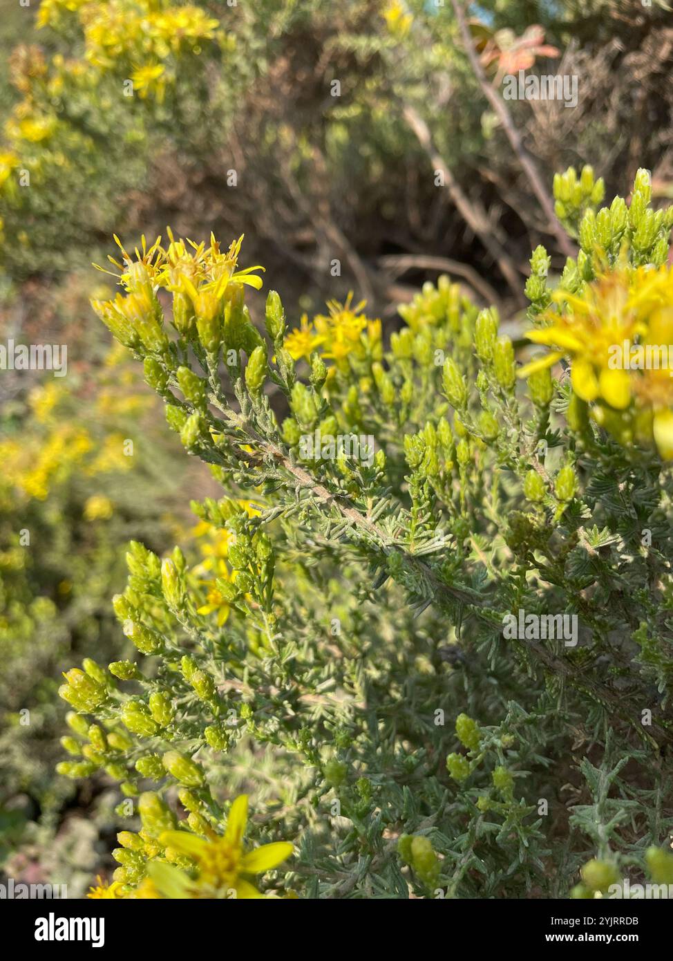 Ericameria ericoides hi-res stock photography and images - Alamy