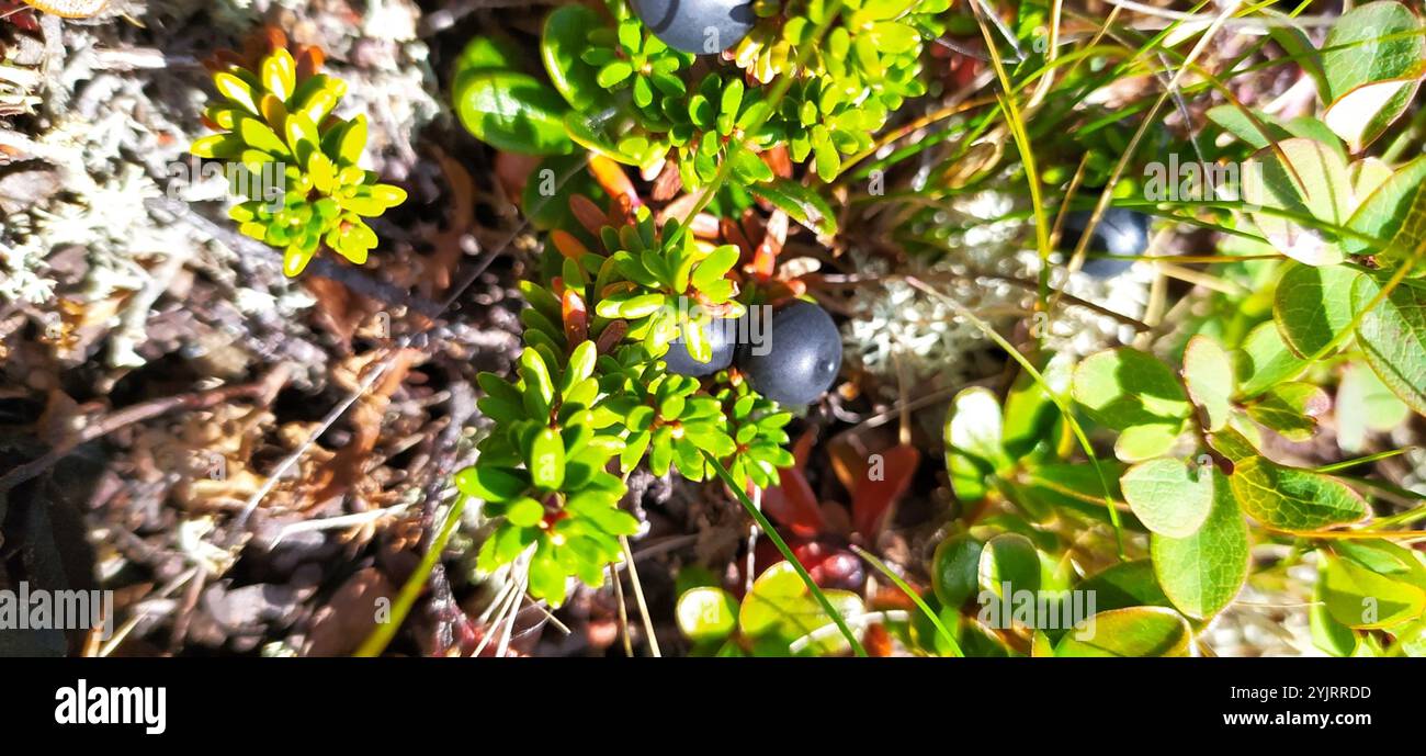 black crowberry (Empetrum nigrum Stock Photo - Alamy