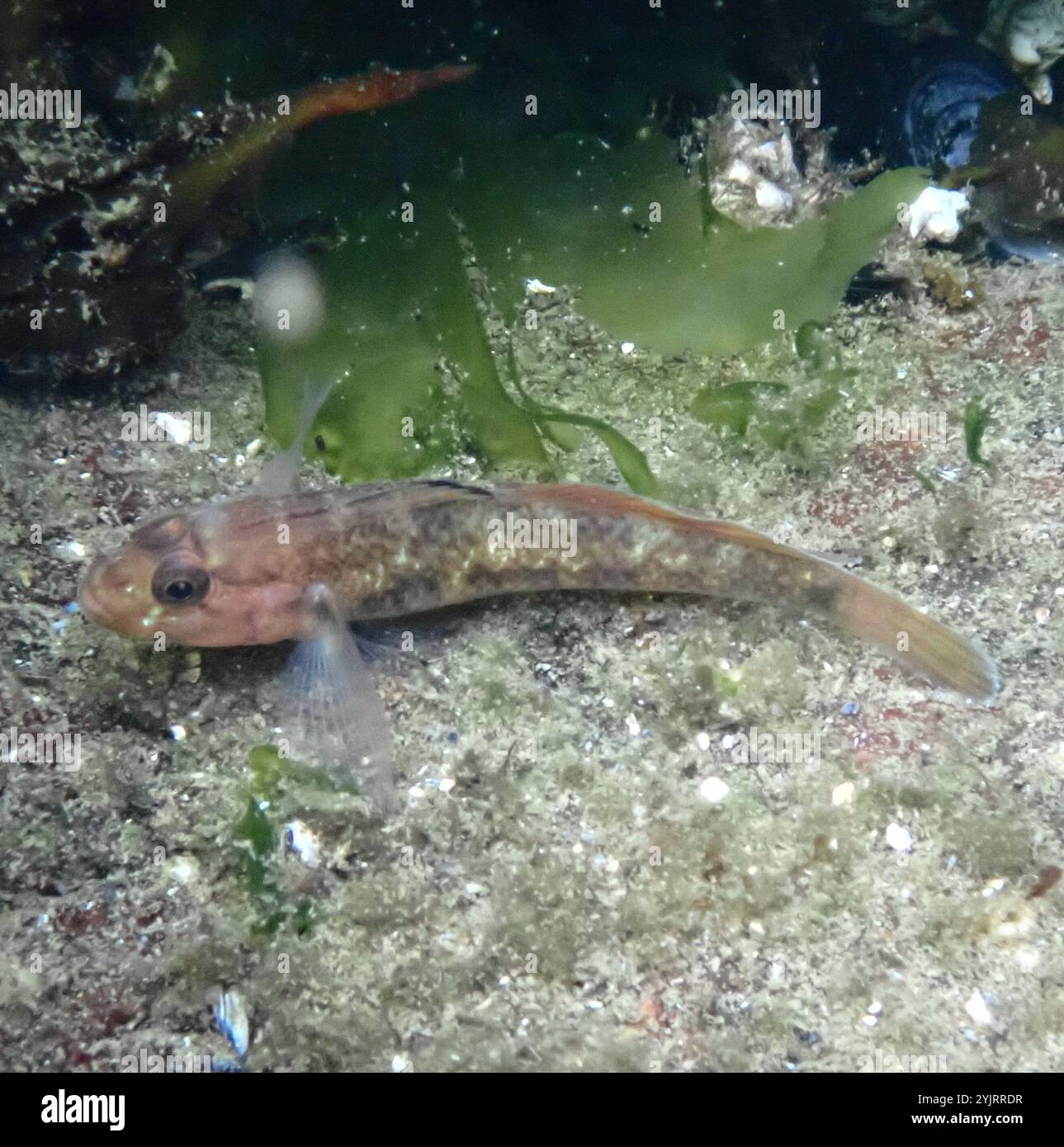 Rhinogobiops hi-res stock photography and images - Alamy