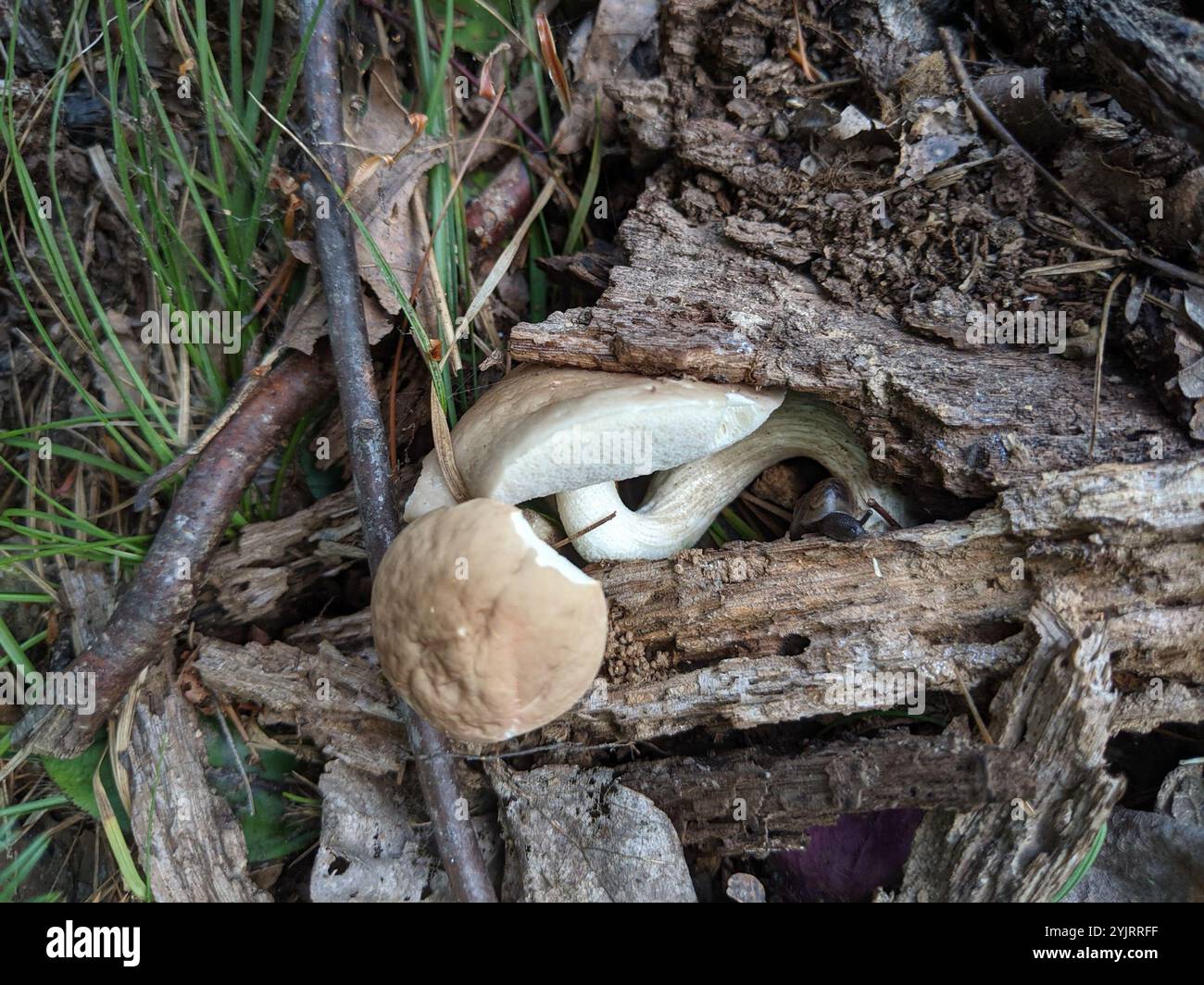 Ghost bolete hi-res stock photography and images - Alamy