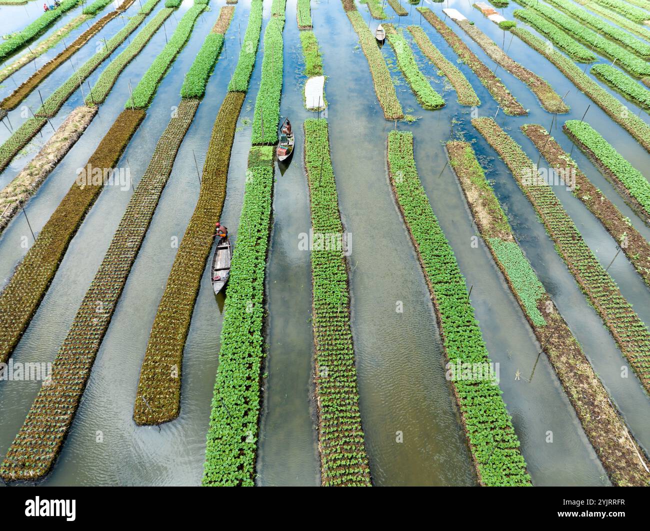 Farmers in low laying areas in Bangladesh choose floating farming ...