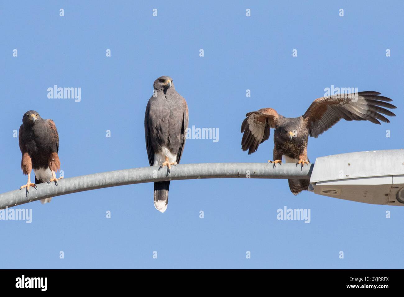 Three Harris's Hawks on a lamp post Stock Photo - Alamy