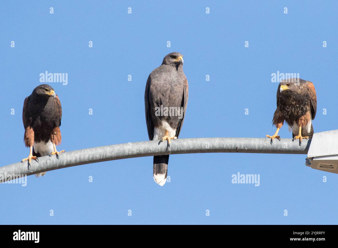 Juvenile harriss hawk hi-res stock photography and images - Alamy