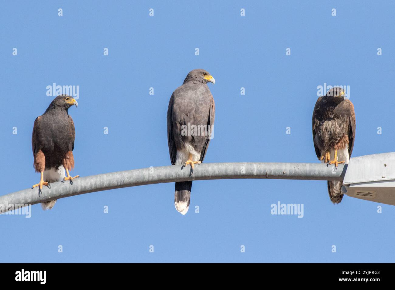 Juvenile harriss hawk hi-res stock photography and images - Alamy