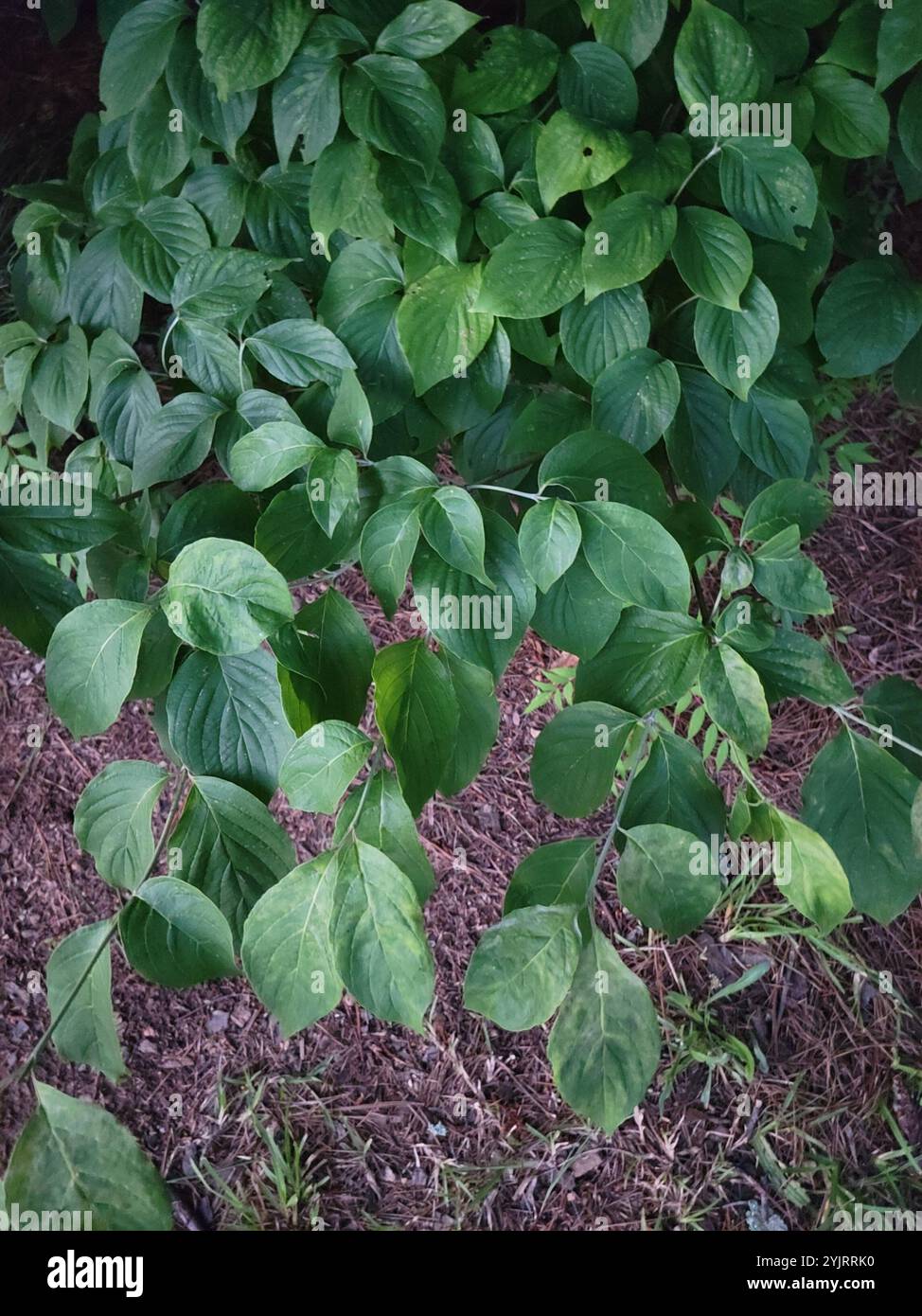 common hackberry (Celtis occidentalis Stock Photo - Alamy