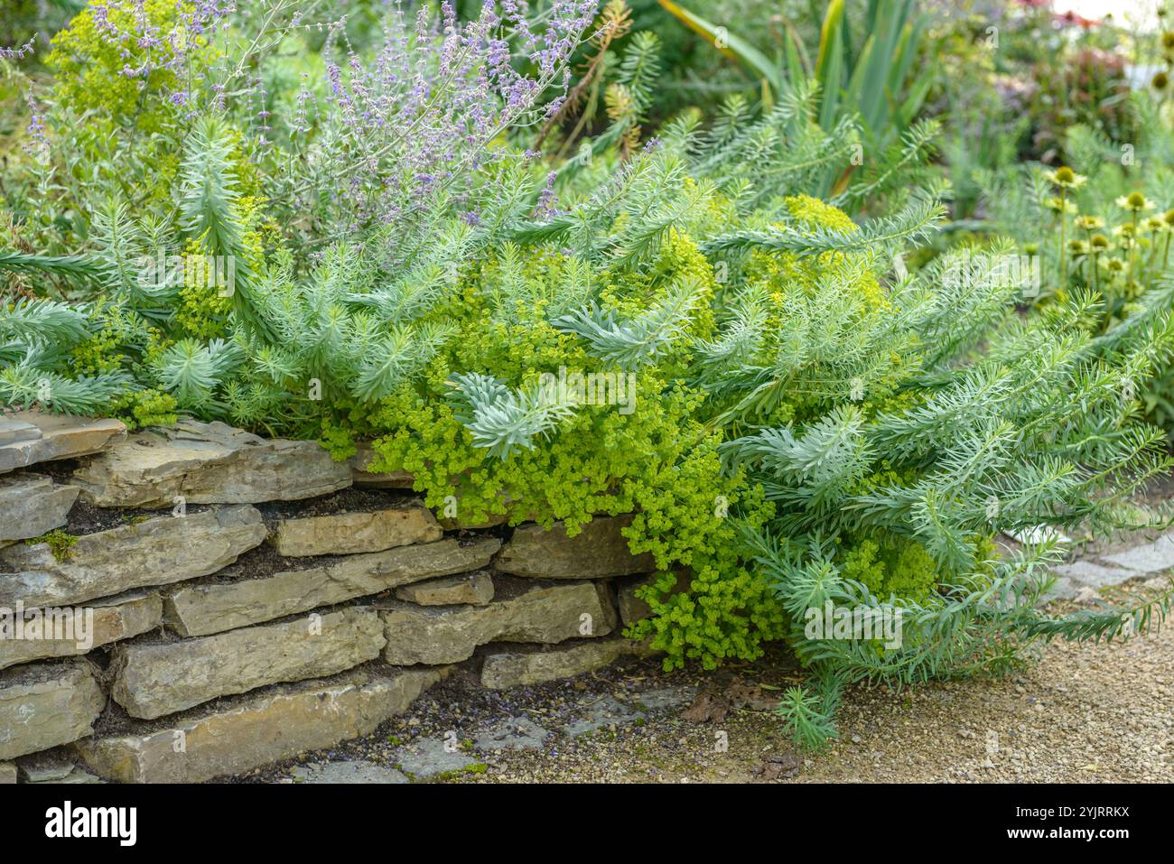 Steppen-Wolfsmilch Euphorbia seguieriana subsp. niciciana, Steppes ...