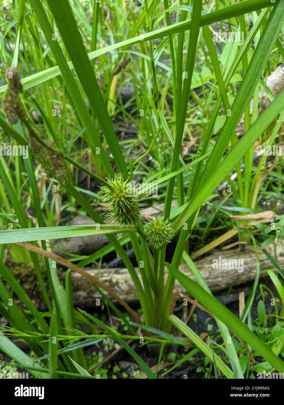 Sparganium emersum hi-res stock photography and images - Alamy
