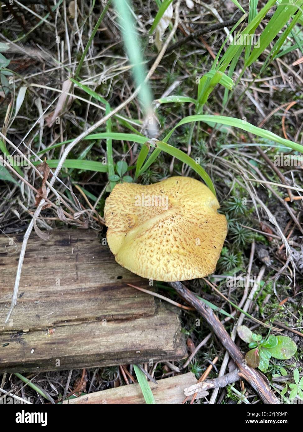 Blue-staining Slippery Jack (Suillus tomentosus Stock Photo - Alamy